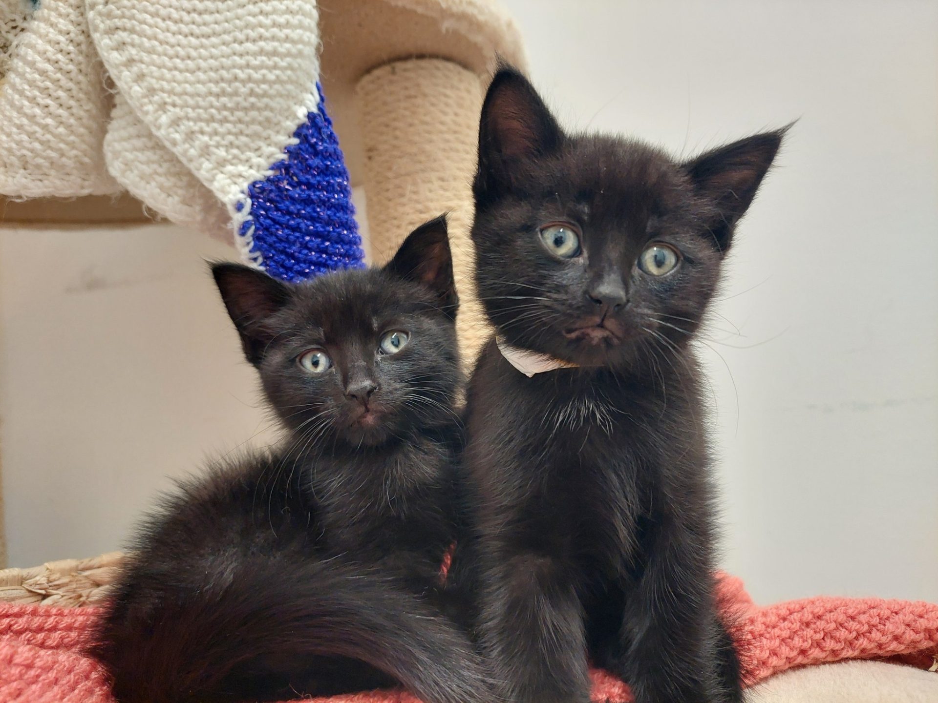 Bath Voice News: homes needed for 27 cats and 31 kittens by animal ...